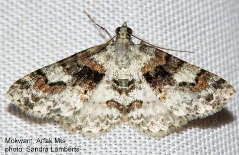 Papua Insects Foundation (Lepidoptera/Geometridae(Ennominae ...